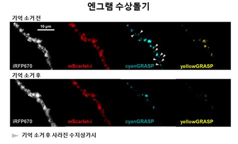 기억의 상태에 따른 생체 내 시냅스 변화 규명 연구성과 연구 서울대학교
