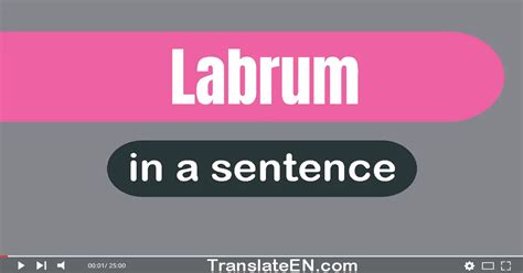 Labrum In A Sentence