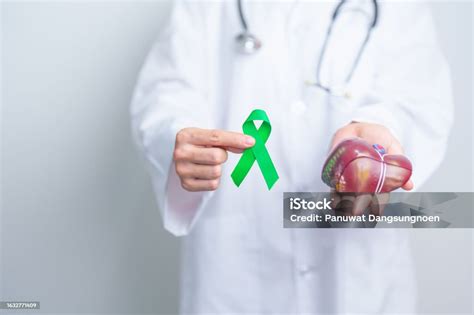 녹색 리본과 인간의 간 해부학 모델을 가진 의사 간암 10월 인식의 달 종양 황달 바이러스성 간염 간경변 실패 비대 간성 뇌병증