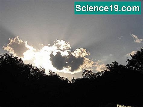 Η διαφορά μεταξύ δέντρο Sap And Tree Ρητίνη 💫 Επιστημονική Και Δημοφιλή