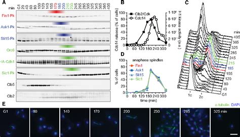 Figure 1 From A Quantitative Model For Ordered Cdk Substrate Dephosphorylation During Mitotic