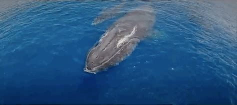 Bebé De Ballena Jorobada Juega Con Mamá En Espectaculares Imágenes De