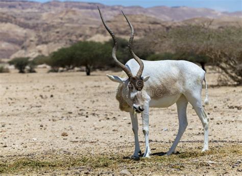 Curved Horned Antelope Addax Addax Nasomaculatus Is A Wild Native