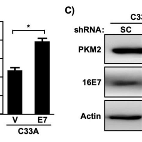Hpv16 E7 Induced Proliferation Of Cervical Cancer Cells Depend On Pkm2 Download Scientific