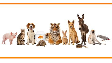 Founding Principles Apf Sa