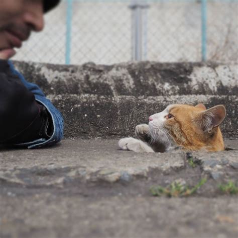 Japanese Photographer Captures Very Sad Stray Cats And Their Games