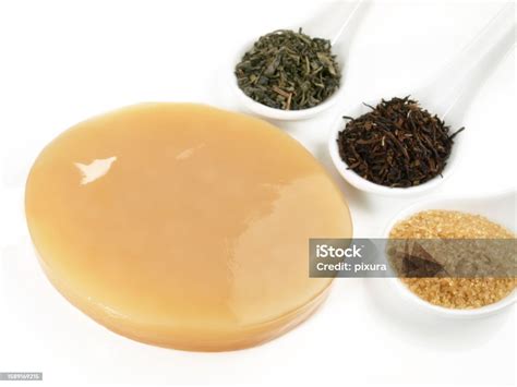 콤부차 버섯과 성분 Scoby는 차 곰팡이라고도합니다 아세트산 박테리아와 삼투성 효모의 공생 성장 0명에 대한 스톡 사진 및 기타 이미지 Istock