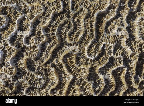 Coral Fossil Texture Background Stock Photo Alamy