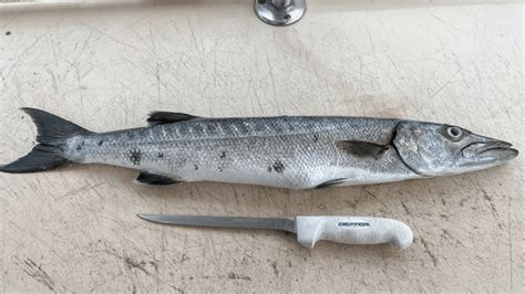 Is Barracuda Safe To Eat And Does It Really Taste Good Eat Thrive Glow
