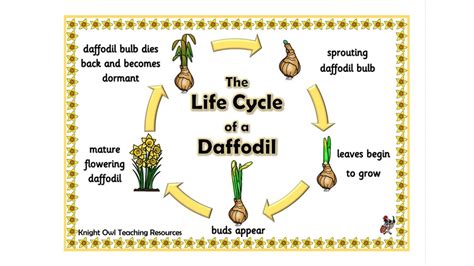 Life Cycle Of A Daffodil Poster