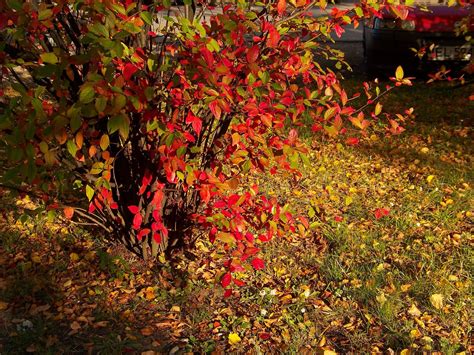 How To Propagate Cotoneaster Acutifolius Propagate One
