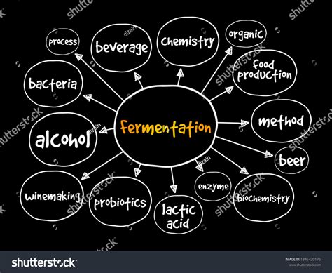 Fermentation Mind Map Concept Presentations Reports Stock Illustration