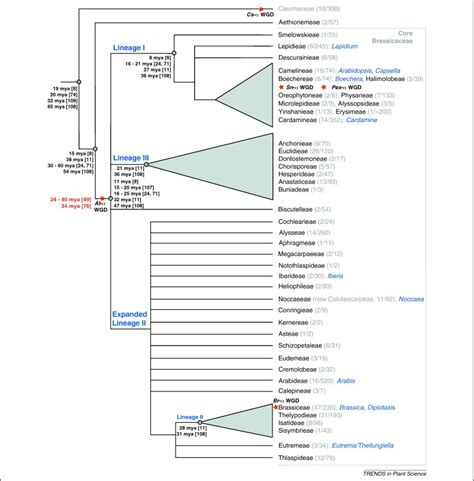 Cabbage family affairs: the evolutionary history of Brassicaceae ...