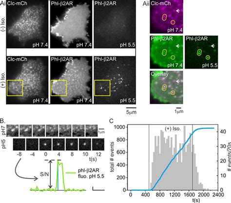 Single Event Analysis Of β2ar Internalization Ai Example Hek293 Cell Download Scientific