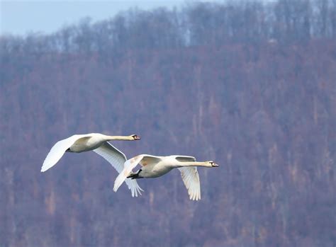 Ebird Checklist 20 Mar 2026 Lake Minsi 24 Species