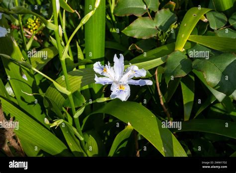 Iris Japonica Commonly Known As Fringed Iris Shaga And Butterfly Flower Is A Native Of China