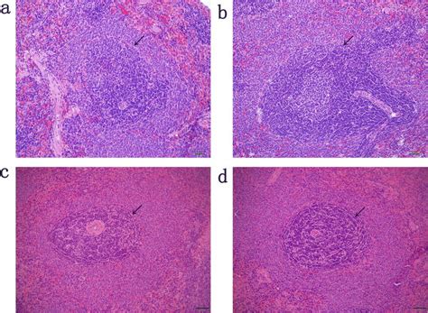 Photos Of Hande Stained Spleen Sections Observed Under Microscope After
