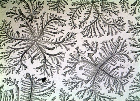 Arrangement Of Typical Shaped Crystals Observed Fern In Smears Of
