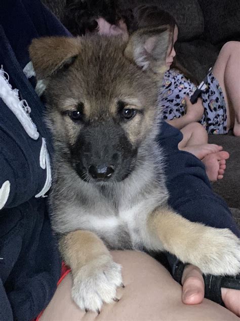 1391 Best Husky Mix Images On Pholder Aww Husky And Pics