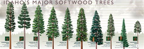 What Are 3 Types Of Conifer Trees At Alyssa Coode Blog
