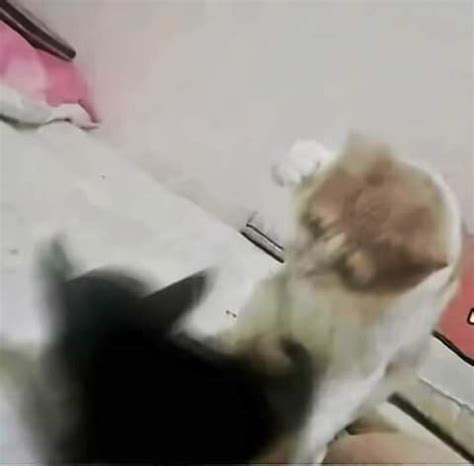 Gato Le Pega Un Vergazo A Otro Termina Mal Meme Subido Por