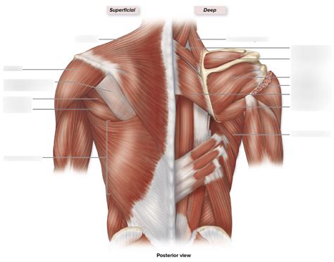 Superficial Back Muscles Diagram Quizlet