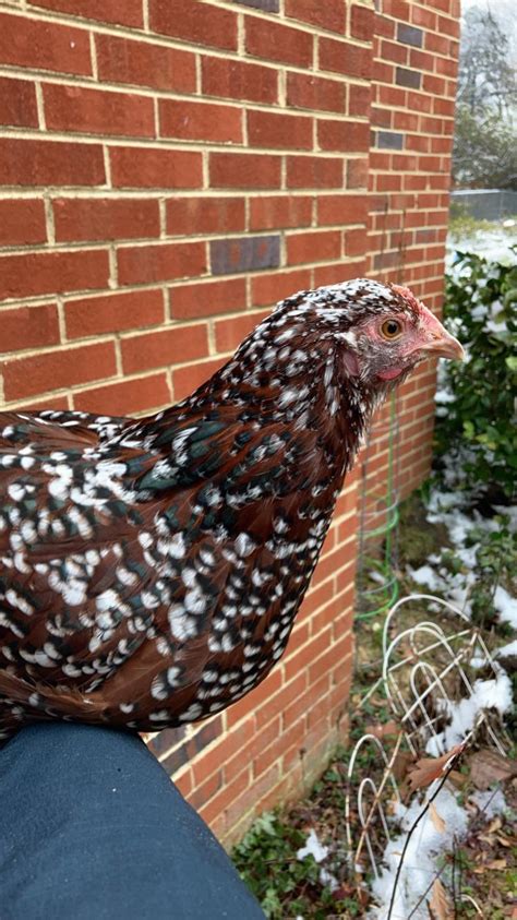 Big Mama Maple R Backyardchickens