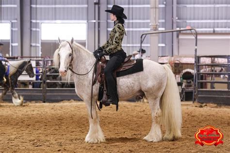 Appaloosa Spotted Lp Gypsy Cobs Facebook
