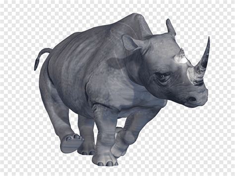 코뿔소 회색 코뿔소 Png Pngegg