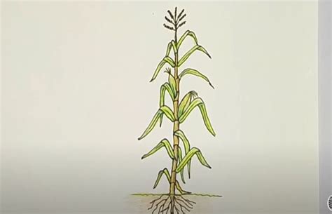 How To Draw Corn Stalks Step By Step