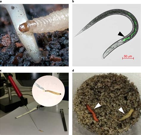 Figure 1 From Engineering Bacterial Symbionts Of Nematodes Improves