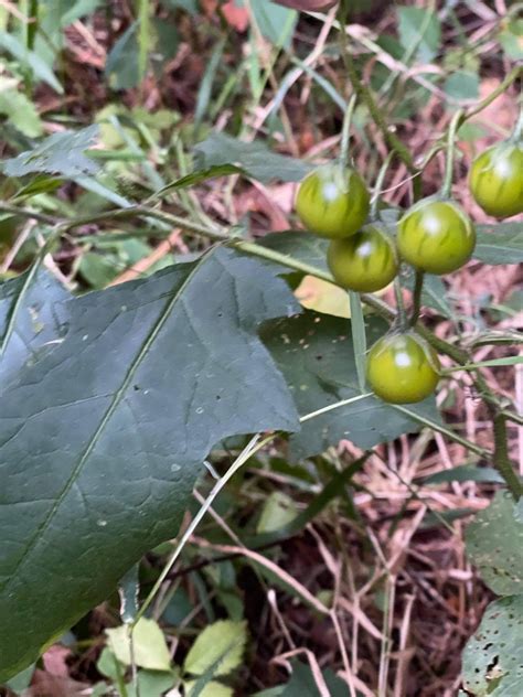 Id Please Low Growing Thorns On Stems With Berries Michigan R