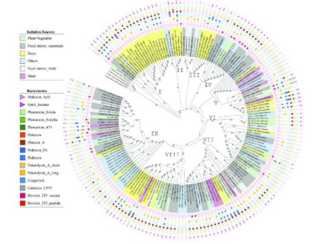 Phylogenomics Analyses And Evolutionary Relationships Across Available Download Scientific