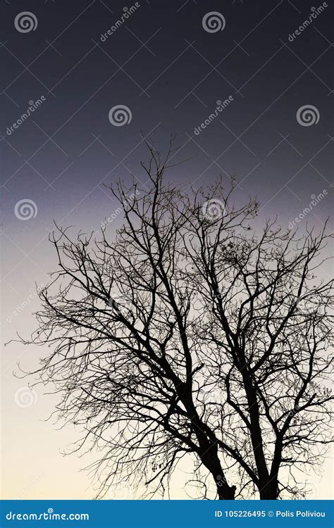 Beauty In Nature With A Naked Tree Stock Image Image Of Field Countryside