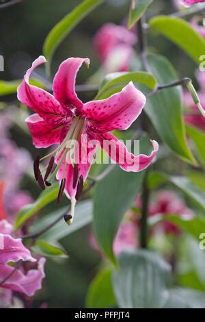 Lilium Miss Feya Stock Photo Alamy