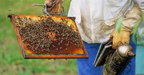 What Is Apiculture History And Importance Of Apiculture