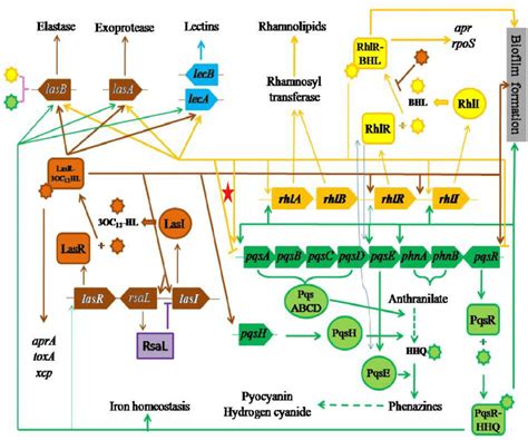 Quorum Sensing Pathways In Pseudomonas Aeruginosa With Their Effects Download Scientific