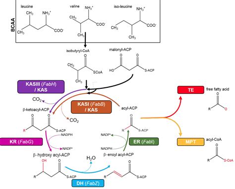 MetabolicEngineeringGroupCBMA Github Io This Is Our Group Wiki