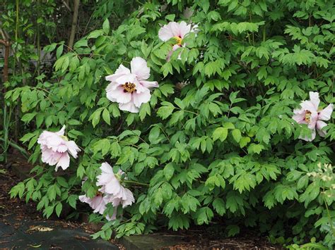 Paeonia Rockii Herrenkamper Gärten Pflanzenraritäten