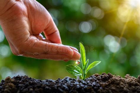 In The Hands Of Trees Growing Seedlings Bokeh Green Background Female Hand Holding Tree On