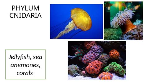 Classification Systems Taxonomy Science8 Pptx