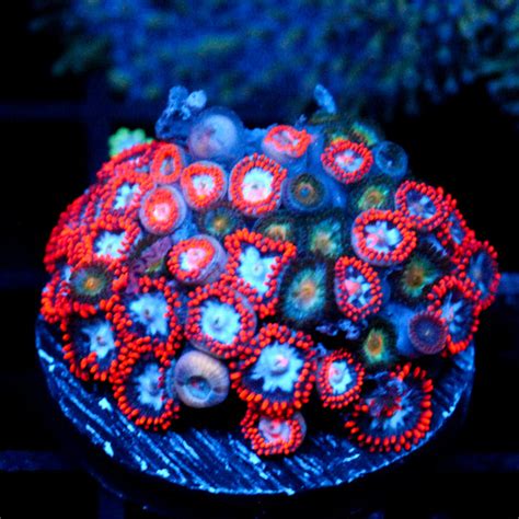 Jc Frozen Fever Zoanthid Jersey Corals