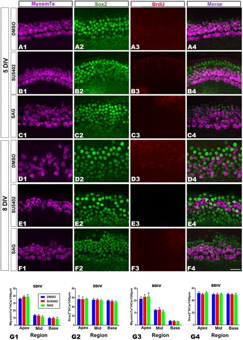 Fgf Signaling Pathway Inhibition And Hedgehog Signaling Activation Had