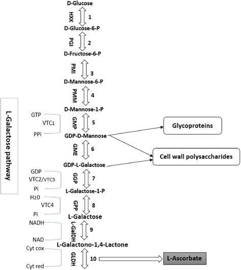 The Biosynthetic Pathway Of Ascorbic Acid In Higher Plants