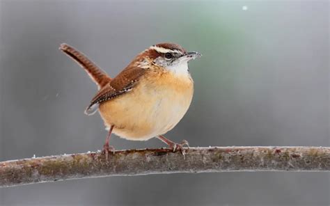 10 Brown Birds In South Carolina Photo And Id Birdserenity