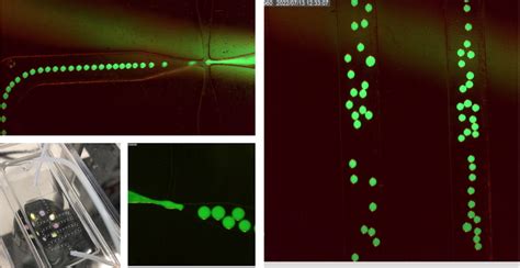 Microfluidic Chip For Droplet Generation And Selection
