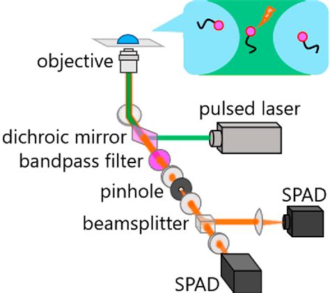 Figure 1 From Two Dimensional Fluorescence Lifetime Correlation Spectroscopy Concepts And