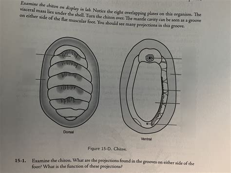 Polyplacophora Diagram Diagram Quizlet