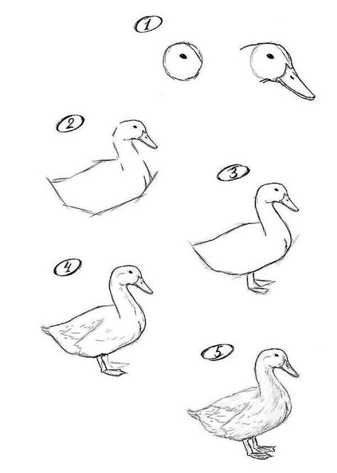 How To Draw A Duck Step By Step Guide