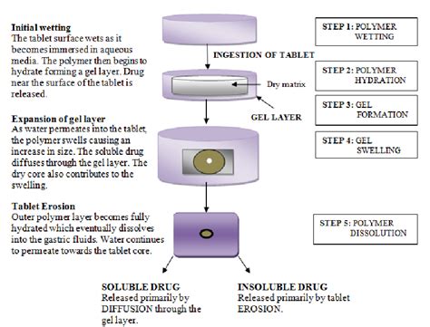 Extracellular Matrix Hydrophilic At Bob Bormann Blog